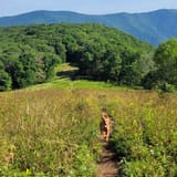 Siler Bald via Appalachian Trail, North Carolina - 796 Reviews, Map ...