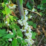 Siler Bald via Appalachian Trail, North Carolina - 796 Reviews, Map ...