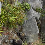 Wolf Rocks Trail, Pennsylvania - 1,542 Reviews, Map | AllTrails