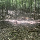 Mount Toby Trail, Massachusetts - 1,163 Reviews, Map | AllTrails