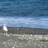 Damon Point State Park Trail, Washington - 509 Reviews, Map | AllTrails
