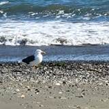 Damon Point State Park Trail, Washington - 511 Reviews, Map | AllTrails
