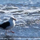 Damon Point State Park Trail, Washington - 513 Reviews, Map | AllTrails