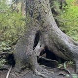 Hall of Mosses Trail, Washington - 6,821 Reviews, Map | AllTrails