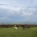 Long Mynd Circular, Shropshire, England - 1,259 Reviews, Map | AllTrails