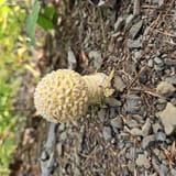 Colyer Lake Loop, Pennsylvania - 788 Reviews, Map | AllTrails