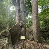 Reef Bay Trail, Saint John, US Virgin Islands - 1,096 Reviews, Map ...