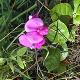 Larry Scott Trail, Washington - 378 Reviews, Map | AllTrails