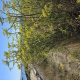 Larry Scott Trail, Washington - 378 Reviews, Map | AllTrails