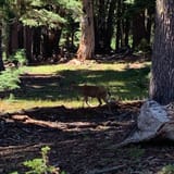 Sun Notch Trail, Oregon - 1,049 Reviews, Map | AllTrails