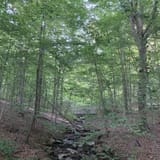Sycamore Trail Loop, North Carolina - 1,842 Reviews, Map | AllTrails