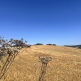 Wye and the North Downs Circular Walk, Kent, England - 658 Reviews, Map ...