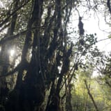 Gunung Yong Belar, Kelantan, Malaysia - 76 Reviews, Map | AllTrails