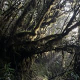 Gunung Yong Belar, Kelantan, Malaysia - 76 Reviews, Map | AllTrails