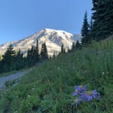 Skyline Loop, Washington - 17,625 Reviews, Map | AllTrails