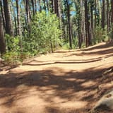 Newlands Forest via the Contour Path, Western Cape, South Africa - 703 ...