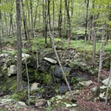 Reeves Brook Loop Trail, New York - 4,998 Reviews, Map | AllTrails
