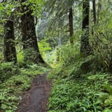 Irely Lake Trail, Washington - 125 Reviews, Map | AllTrails