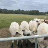 Windsor Great Park Circular, Berkshire, England - 315 Reviews, Map ...