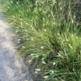 Cedar Point Tideland Trail, North Carolina - 773 Reviews, Map | AllTrails