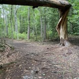 Cash Lake Loop Trail, Maryland - 1,144 Reviews, Map | AllTrails