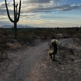 Apache Wash Loop Trail, Arizona - 2,110 Reviews, Map | AllTrails