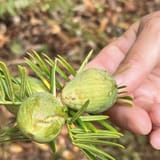 Bill's Trail to Mount Barnabe Peak Loop, California - 595 Reviews, Map ...