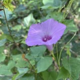 Cypress Creek Trail, Texas - 731 Reviews, Map | AllTrails