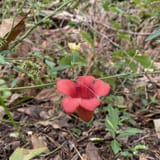 Cypress Creek Trail, Texas - 731 Reviews, Map | AllTrails