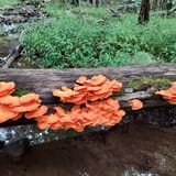 Ramapo Reservation Loop Trail, New Jersey - 1,825 Reviews, Map | AllTrails