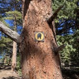 Burro Loop Trail, Colorado - 798 Reviews, Map | AllTrails