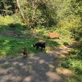 Wilson River Trail, Oregon - 822 Reviews, Map | AllTrails