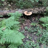 Parnell Tower Trail, Wisconsin - 956 Reviews, Map | AllTrails