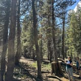 Chickadee Ridge via Tahoe Rim Trail, Nevada - 2,860 Reviews, Map ...