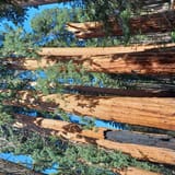 Muir Grove Trail, California - 411 Reviews, Map | AllTrails