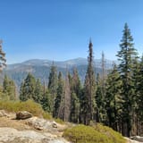 Muir Grove Trail, California - 411 Reviews, Map | AllTrails