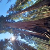 Muir Grove Trail, California - 411 Reviews, Map | AllTrails