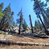 Muir Grove Trail, California - 411 Reviews, Map | AllTrails