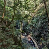 Coomera Circuit Walk, Queensland, Australia - 1,395 Reviews, Map ...