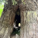 Bill's Trail to Mount Barnabe Peak Loop, California - 595 Reviews, Map ...