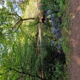 Epping Forest Main Path and Green Ride Circular, Essex, England - 1,242 ...