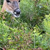 Sachuest Point National Wildlife Refuge Trail, Rhode Island - 2,054 ...