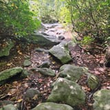 Wolf Rocks Trail, Pennsylvania - 1,561 Reviews, Map | AllTrails