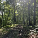 Boyd Big Tree Preserve Conservation Area Creek Trail, Pennsylvania ...