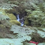 Upper Priest River Trail, Idaho - 86 Reviews, Map | AllTrails