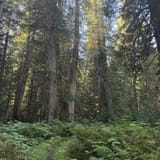 Upper Priest River Trail, Idaho - 86 Reviews, Map | AllTrails