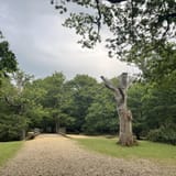 Brockenhurst and the Tall Trees Trail Circular, Hampshire, England ...