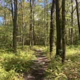 Wolf Rocks Trail, Pennsylvania - 1,548 Reviews, Map | AllTrails