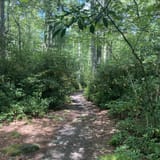 Wolf Rocks Trail, Pennsylvania - 1,548 Reviews, Map | AllTrails