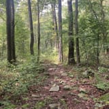 Wolf Rocks Trail, Pennsylvania - 1,548 Reviews, Map | AllTrails
